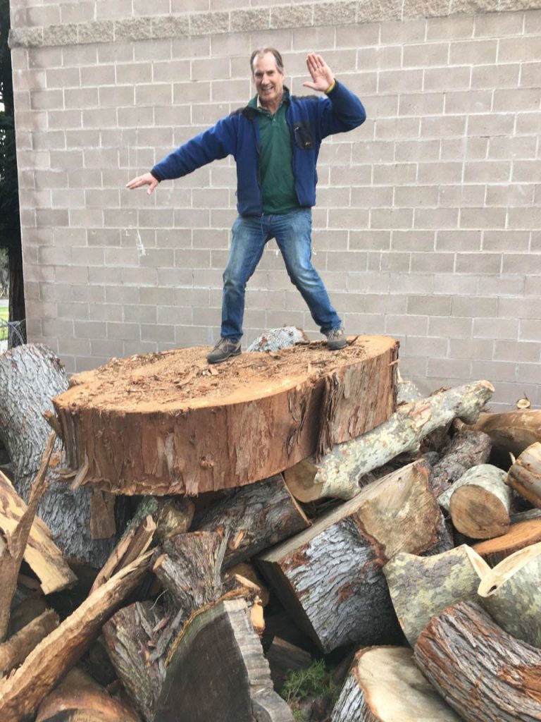 Bellizzi Tree Service & Greenery Care